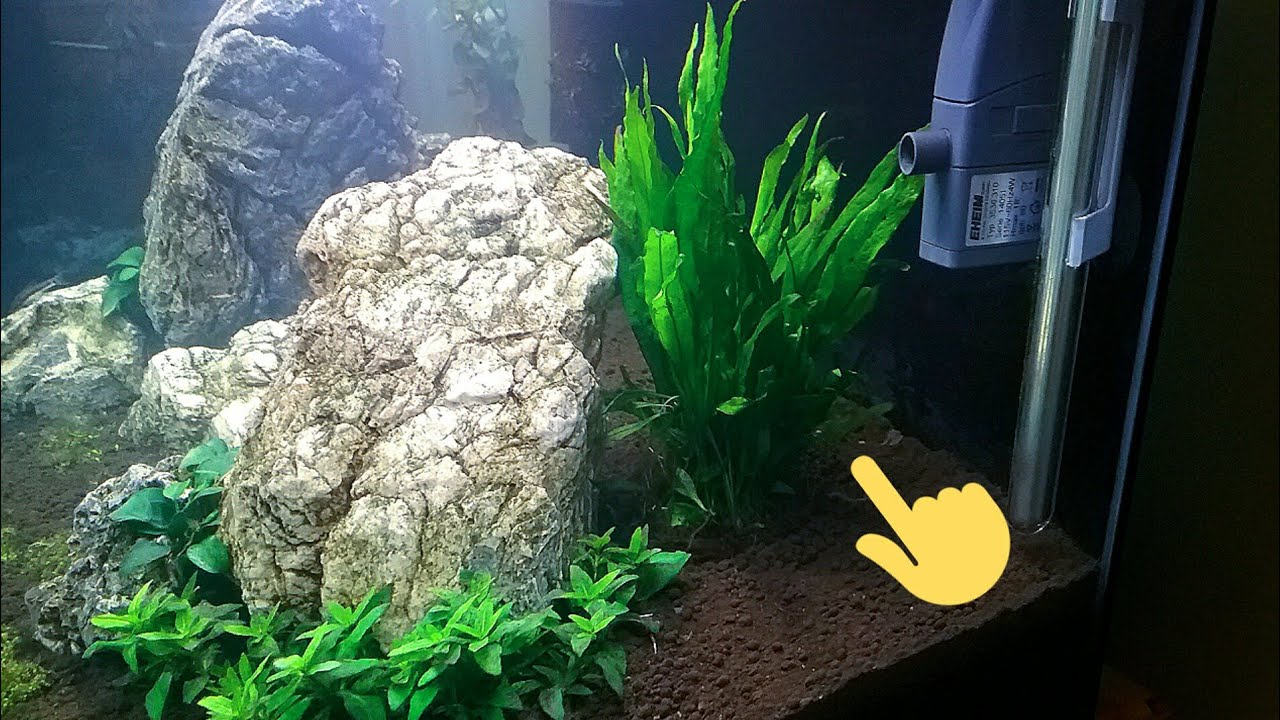 HOW TO: Plant Narrow Leaf Java Fern - YouTube