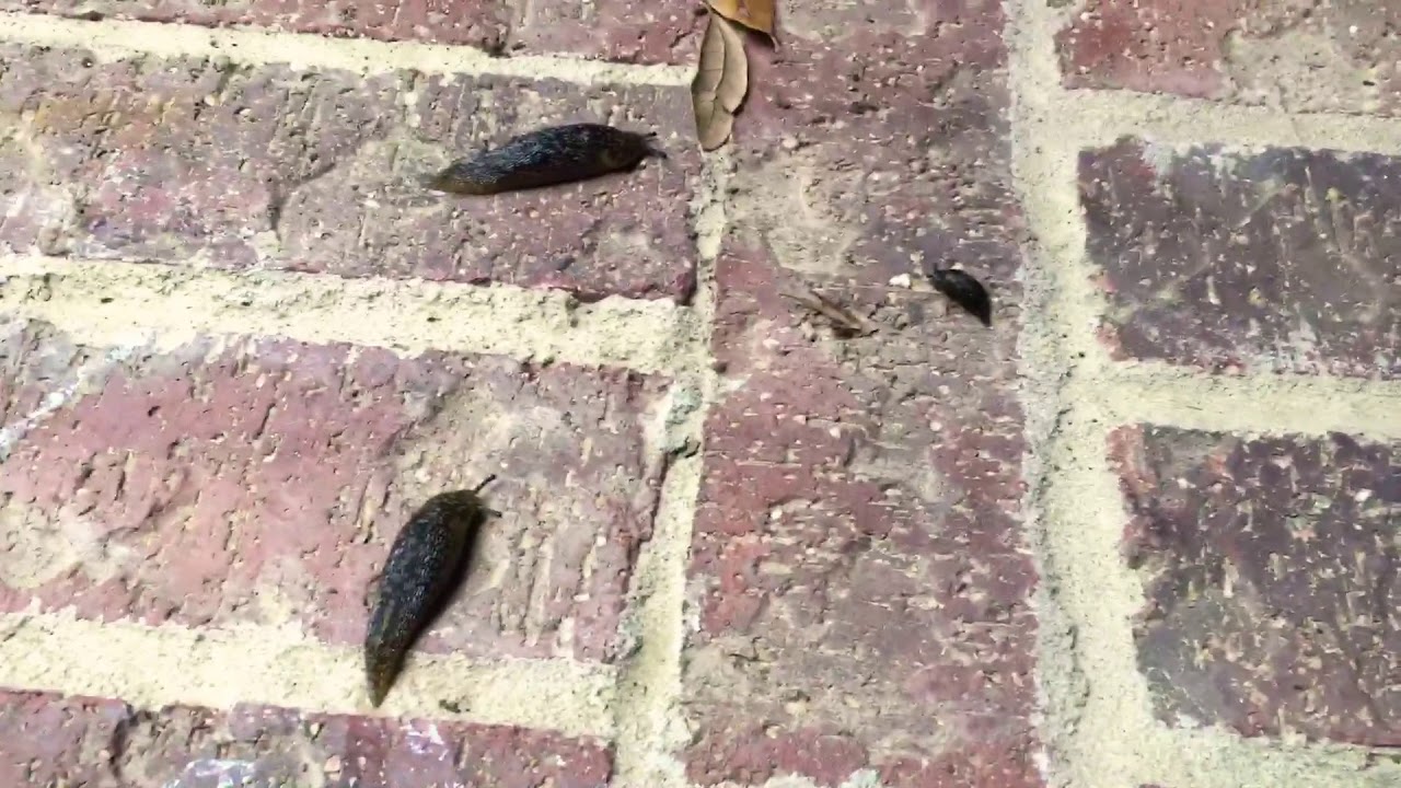 The slug race!!! - YouTube