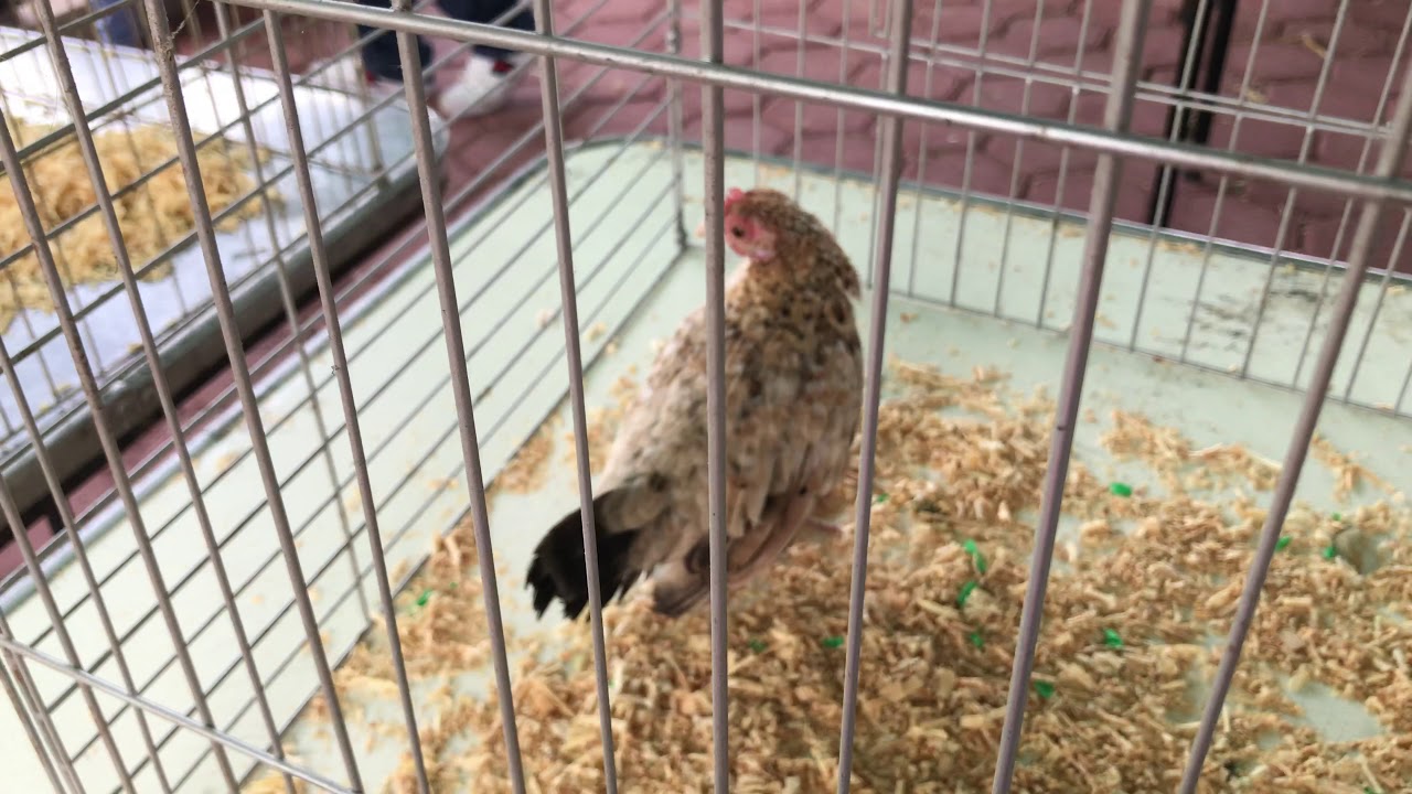 Gallina || kikiriki || aves miniatura || azteca || Expo "yekas" 2019 ...