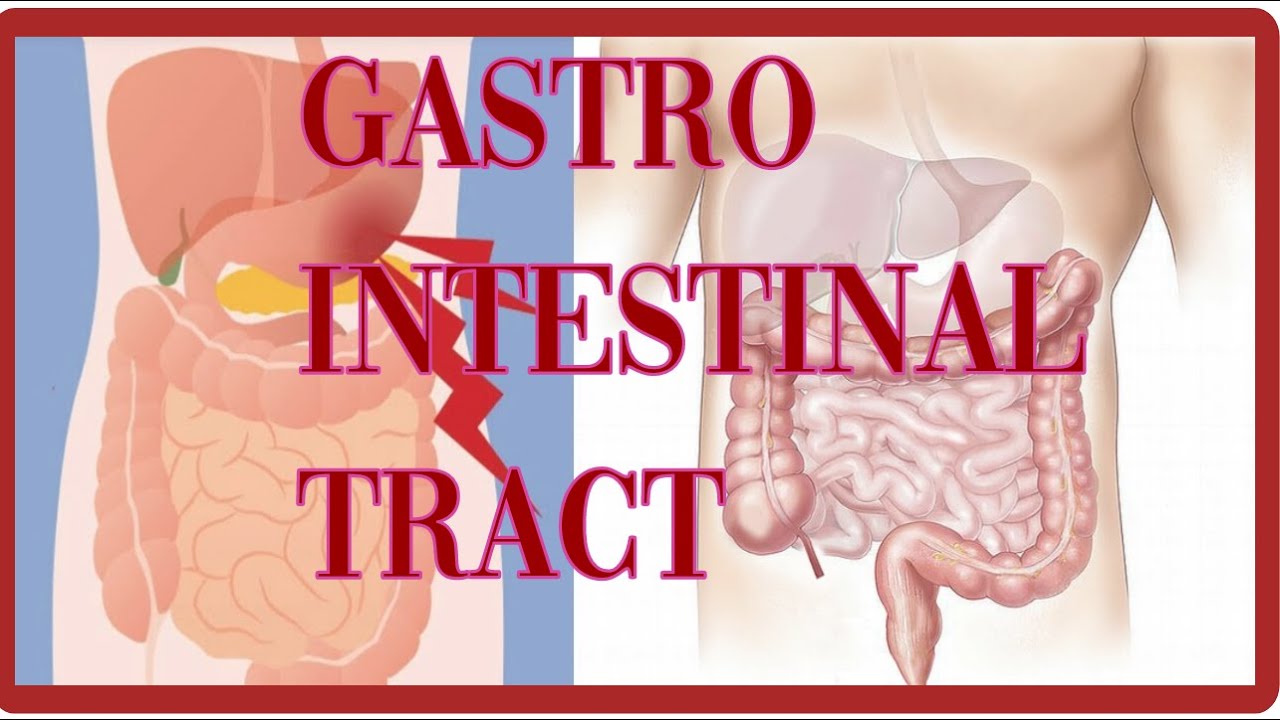 How Gastrointestinal tract works?|Enteric nervous system|DoctorOfMed ...