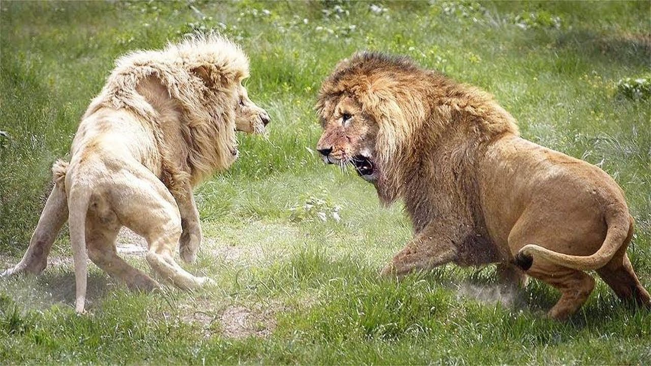 Lion vs lion, wild animal attack - YouTube