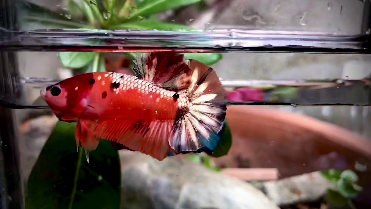 Nemo copper - YouTube