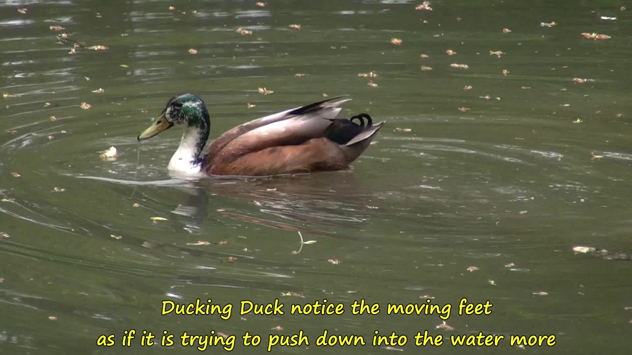 Ducking Ducks - YouTube