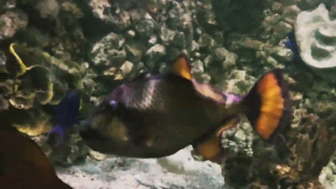 Titan Triggerfish Aggressive மீனா? @SimbaaVlogs - YouTube