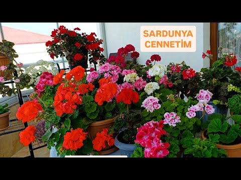 🎉BALKONUMDA BAHAR. SARDUNYALARIM COŞTU #sardunya