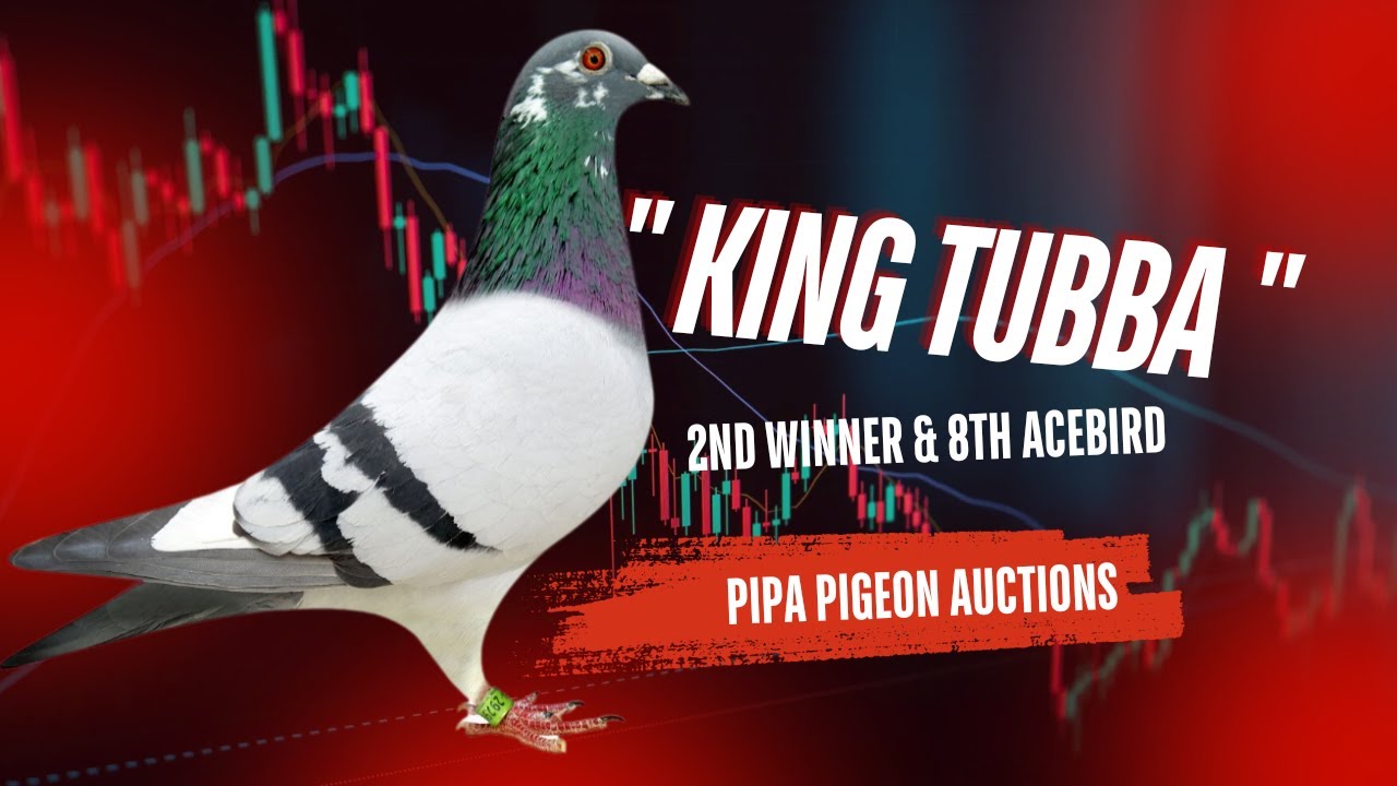 The 2.Final & 8 Acebird Racing Pigeon Pyramids OLR ’24 G.child Junior ...