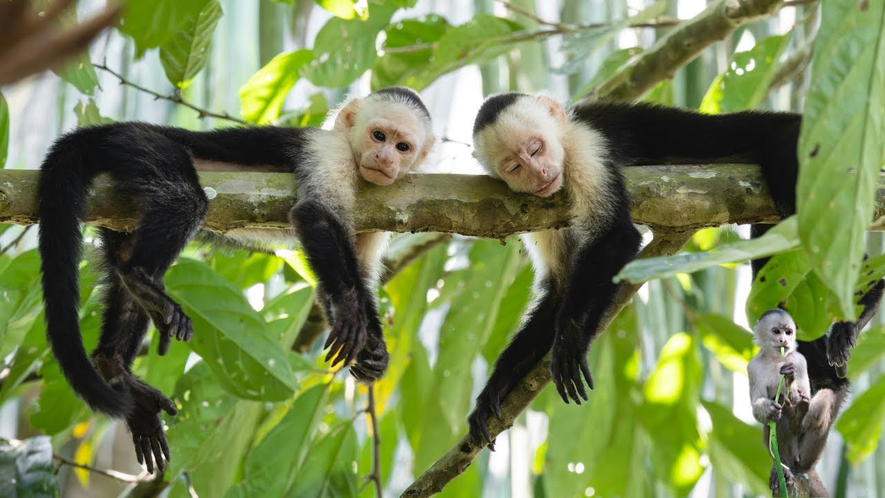 Mischievous Monkeys: The Clever Climbers of the Jungle! - YouTube