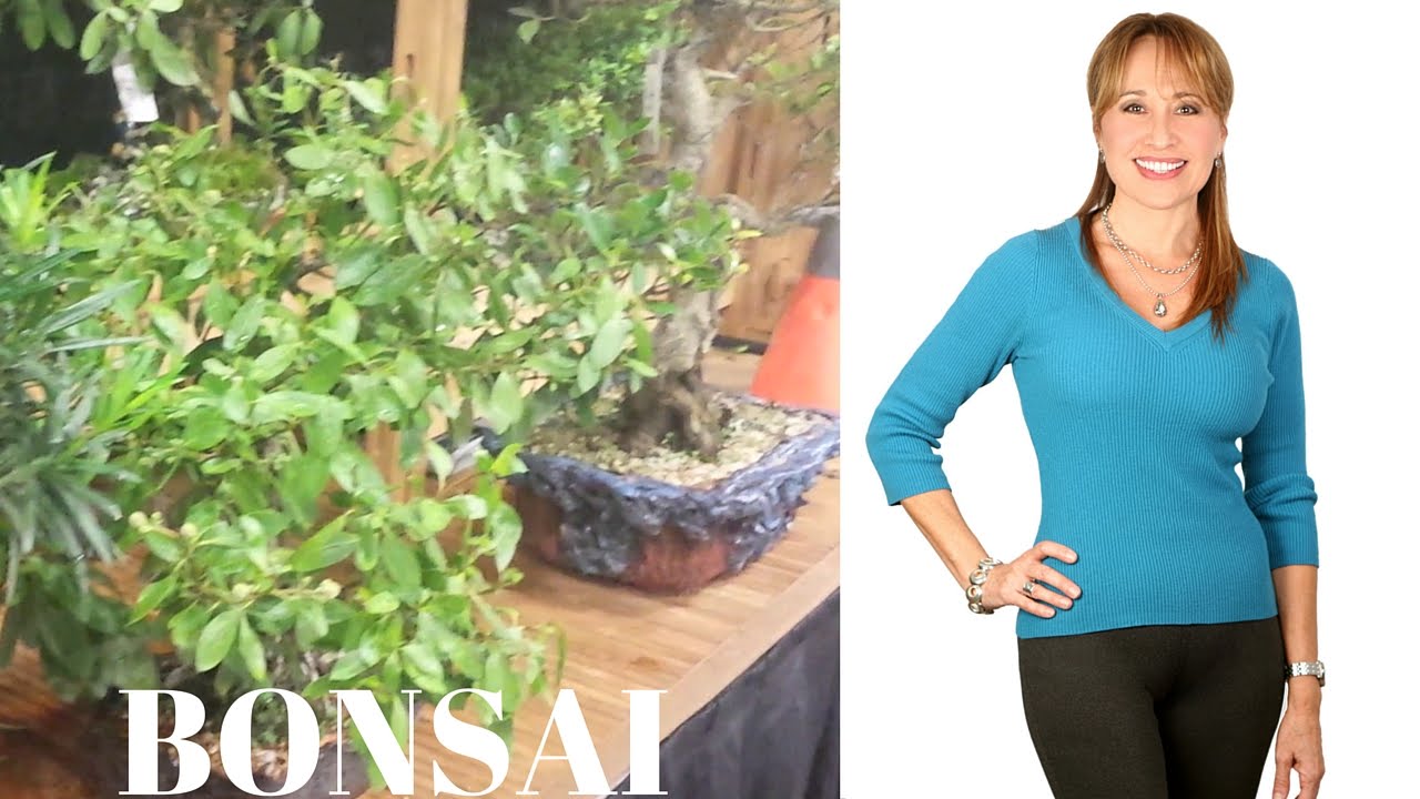 COMO USAR EL BONSAI EN UN AMBIENTE/DECOR WITH BONSAI CON DOMENICA ...