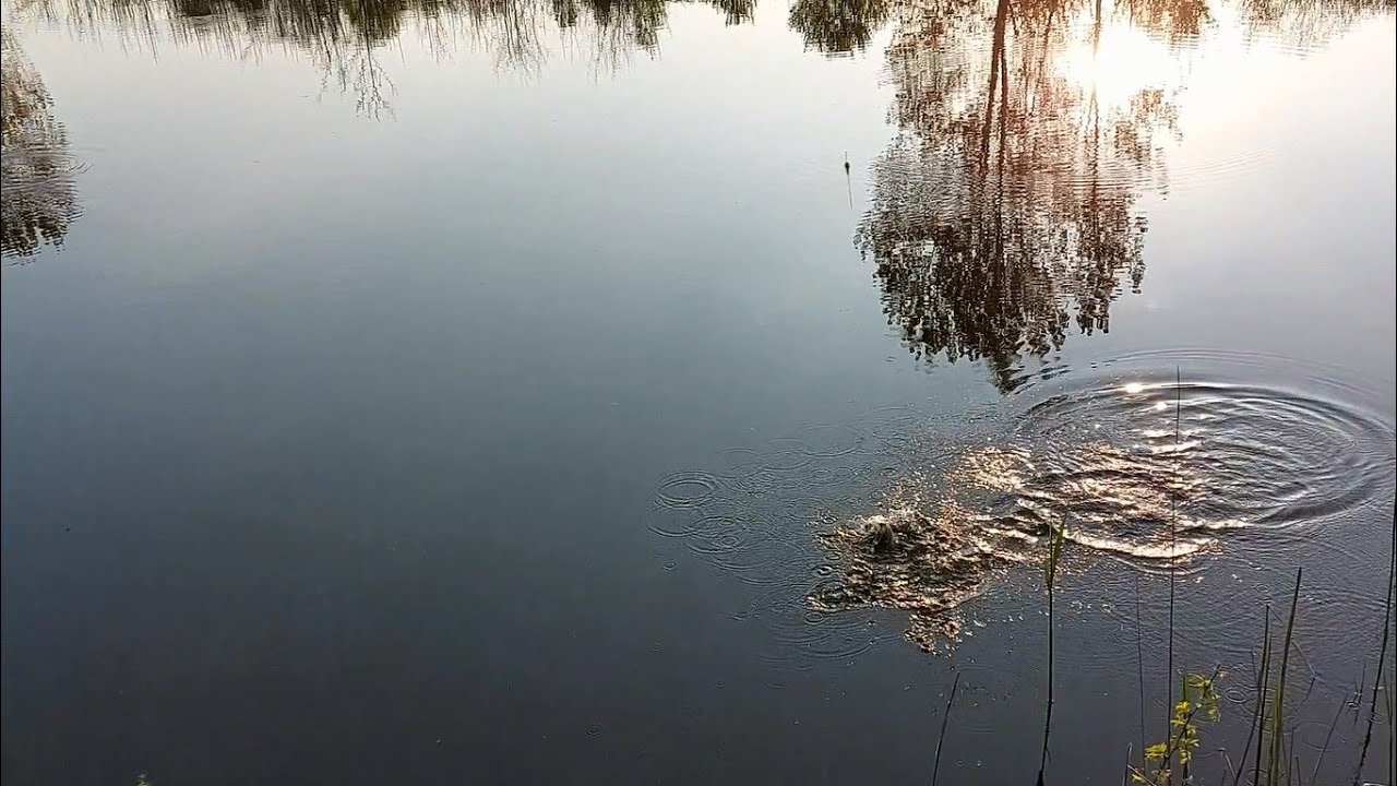 Pecanje babuske, bele ribe - Backo gradiste 4K. Ep. 15 - YouTube