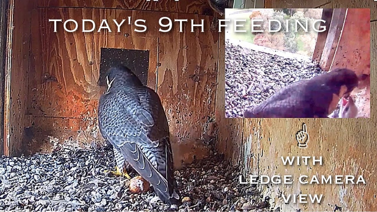 #80🦅Falcon Nest ／Box Camera - FalconCam Project LIVE - YouTube
