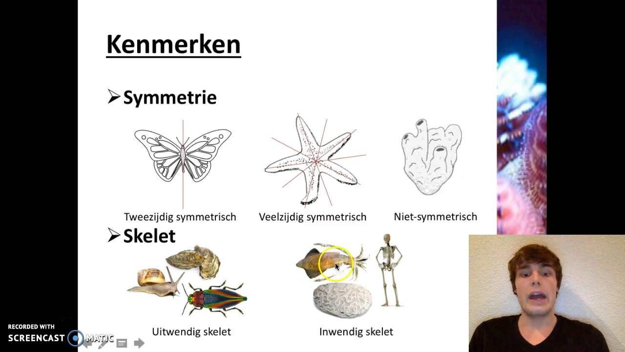 Ordening - Het rijk van de dieren - YouTube