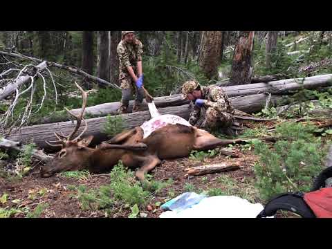 Field dressing an elk in less than a minute - YouTube