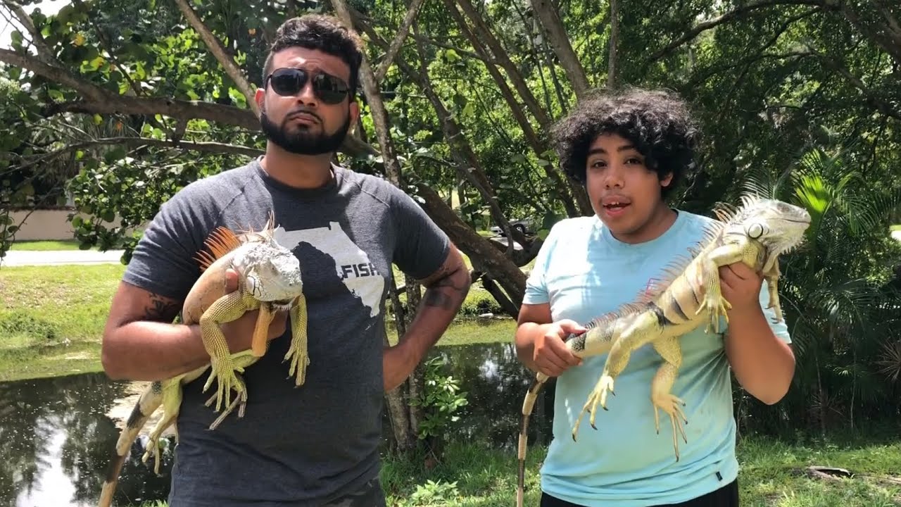 Iguana man and Tegu Boy catch iguanas Summer 2020* - YouTube