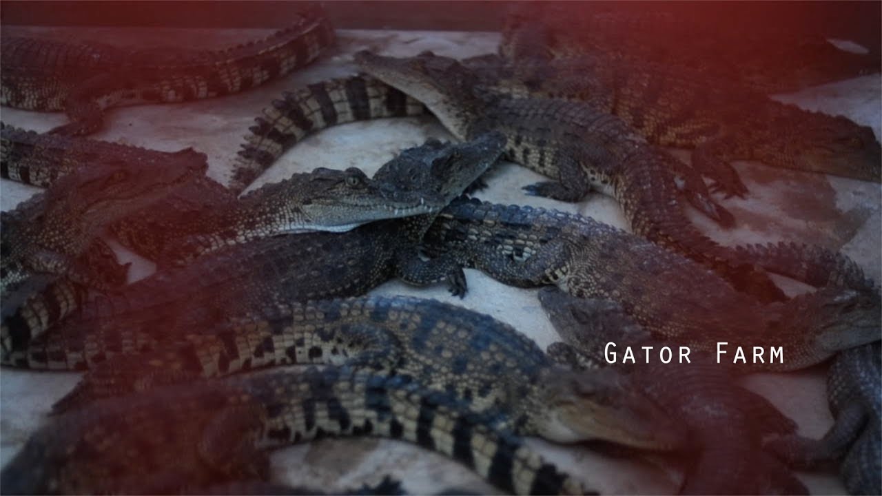 Gator Farm - YouTube
