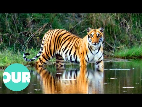This Is The Majestic Tiger Of Nepal | Our World