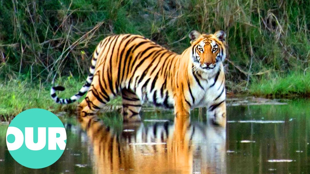 This Is The Majestic Tiger Of Nepal | Our World - YouTube