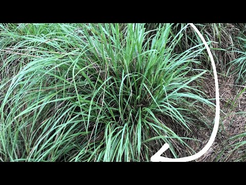 Controle do CAPIM PT (CAPETA, RABO DE BURRO) com Atrazina + Mesotriona ...