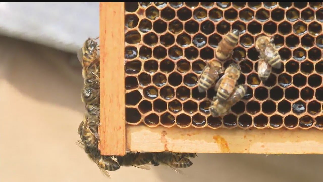 Good or bad? Warm weather has bees buzzing - YouTube
