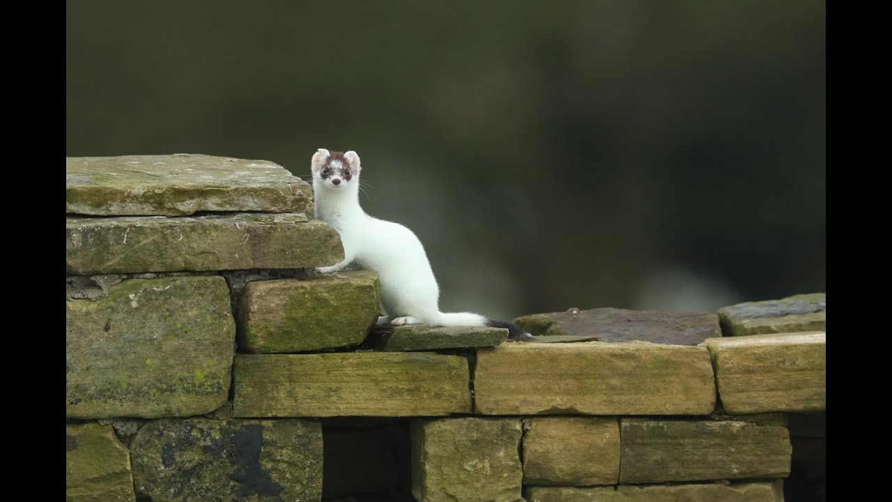The Fascinating Process as a Stoat Turns White | Discover Wildlife ...