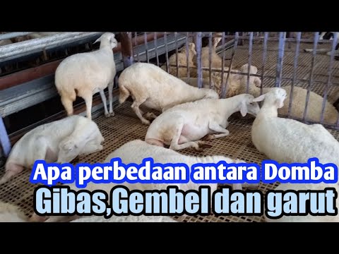 apa perbedaan domba dengan gibas ,gembel dan domba garut - YouTube
