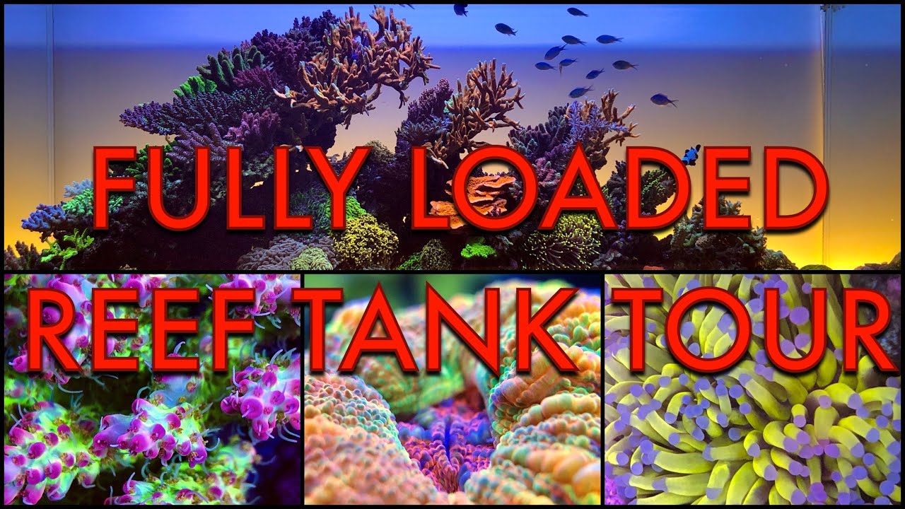 Full Reef Tank Coral Tour and update - How I aquascape an SPS and LPS ...