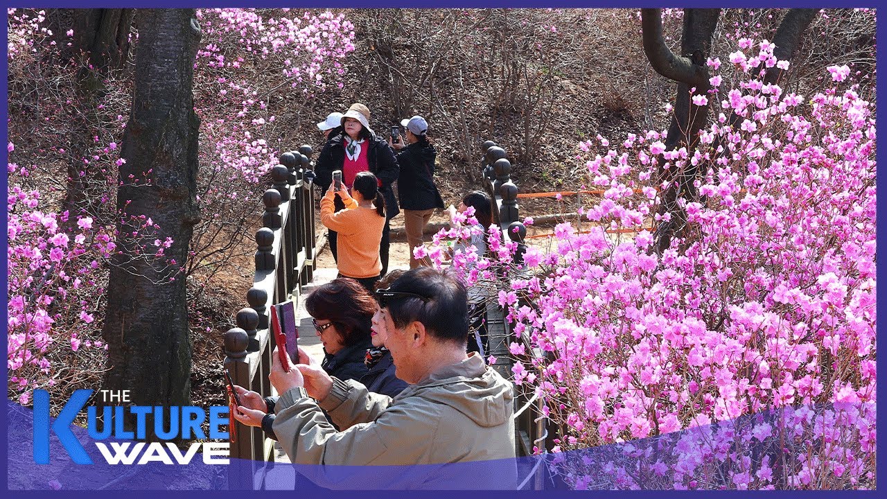 [Features reporter] Spring bliss at Bucheon Azalea Festival - YouTube