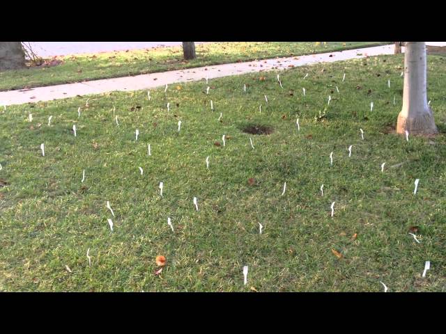 Forking A Yard Husky 28 In. D Grip Short Wood Handle 4 Tine Spading