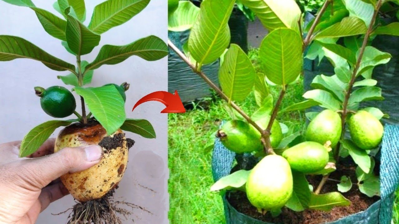 Agriculture skills! Guavas tree a growing from guava fruit in pots ...