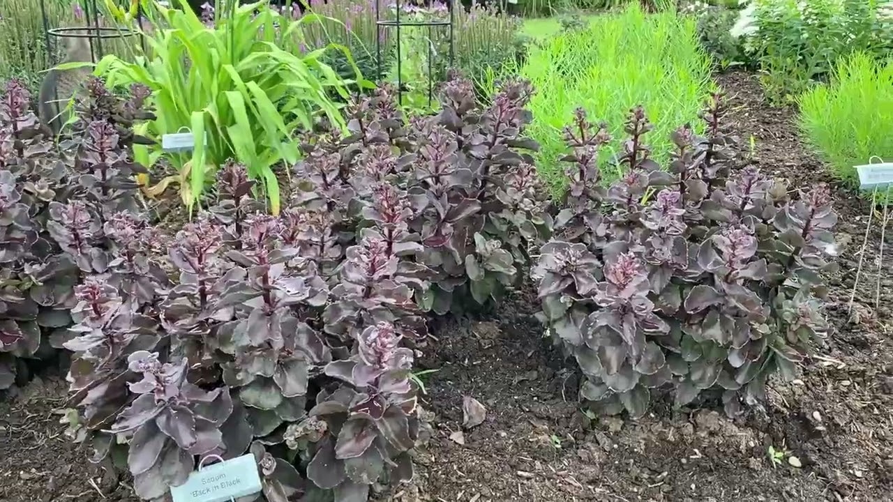 Back in Black Sedum - YouTube