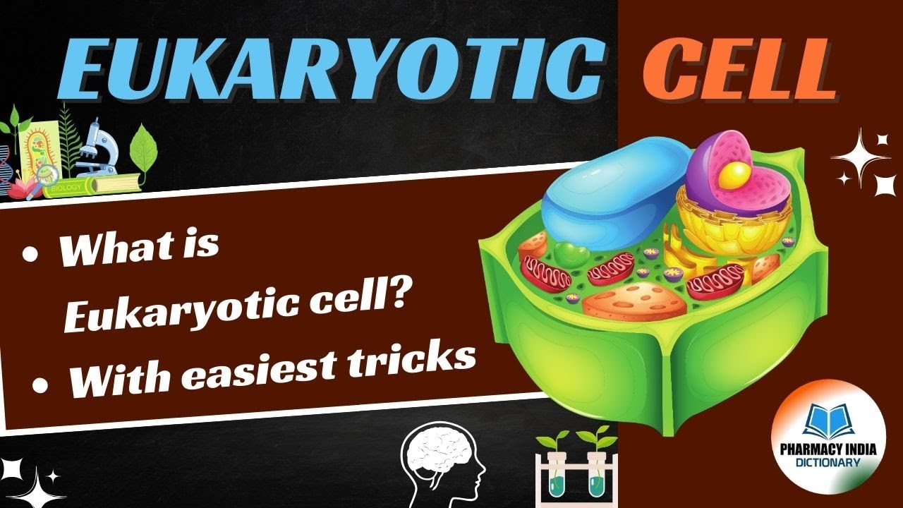 WHAT IS EUKARYOTIC CELL ? EUKARYOTIC CELL क्या है ? - YouTube