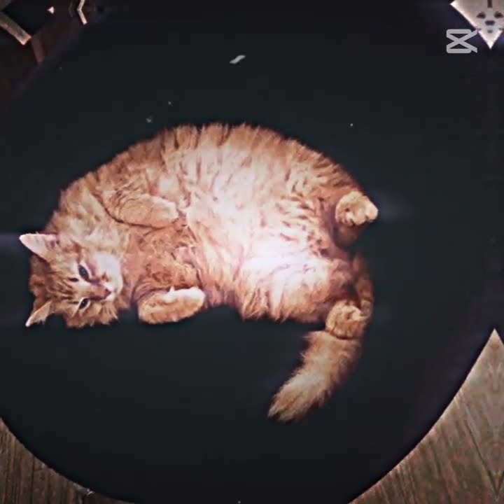 sigma sigma cat #cats #rip #edit - YouTube