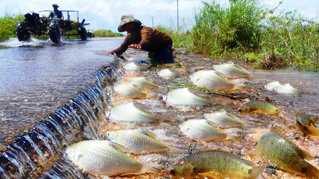 Amazing Fishing! Catch a Lots of Fish Coming Out When Flooding By a ...