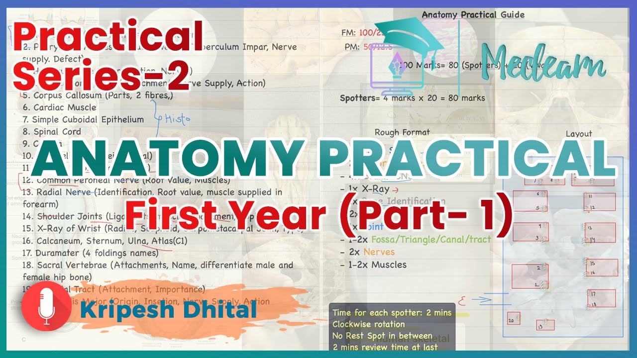 Anatomy Practical Exam: Part 1| Format, Layout, Histo, Embryo, Bone ...