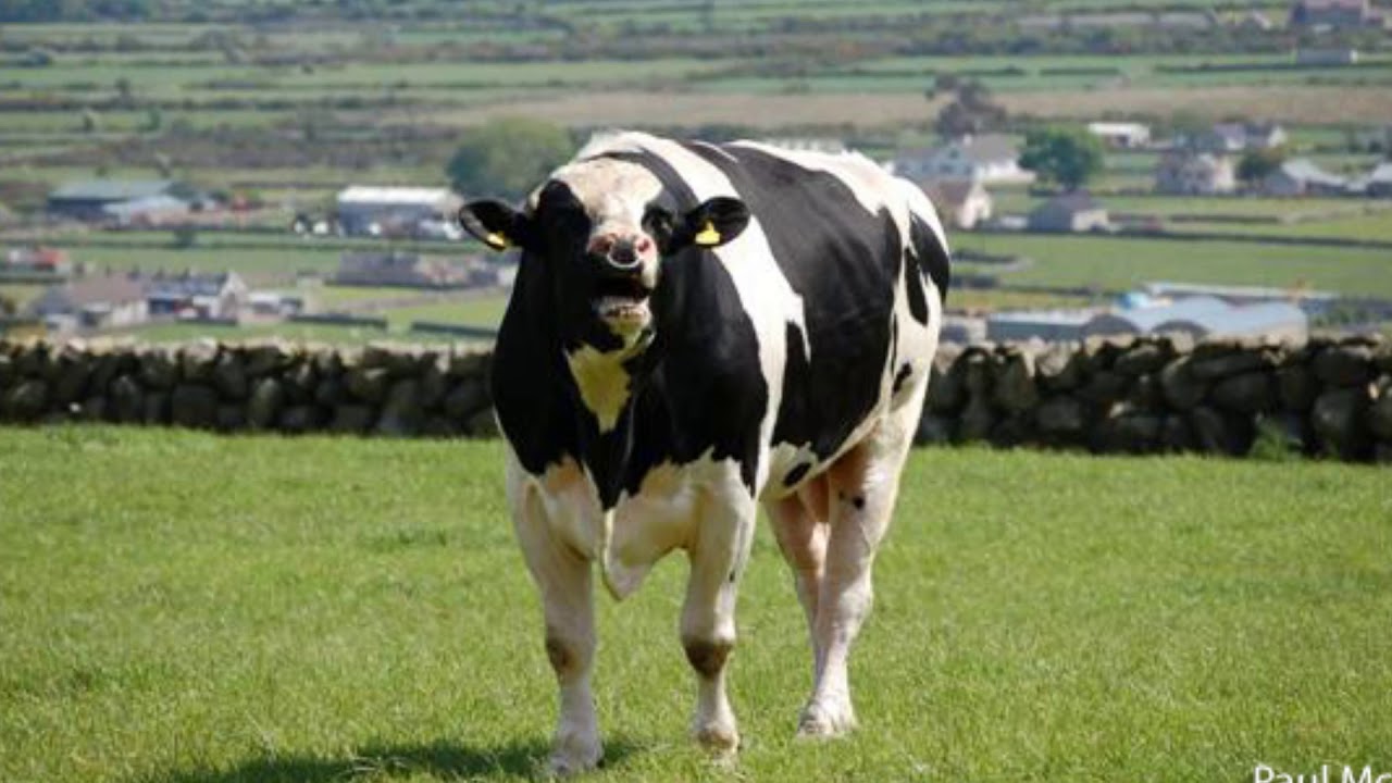 AWR: Animals in Disaster - Large Animal Stress Behaviors - YouTube