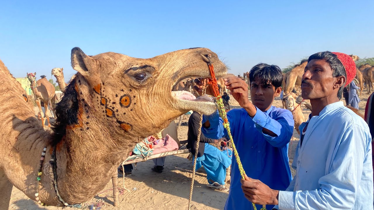camel videos | animal videos live life camel video | best camel Best ...