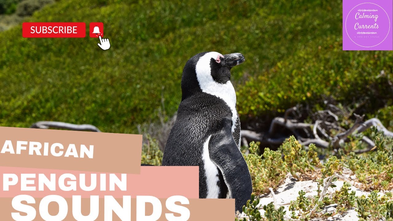 relaxing south african beach penguin sounds - YouTube