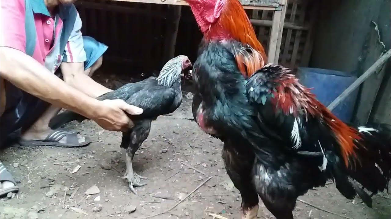 Oh Begini Cara Ayam Kawin Duduk Youtube