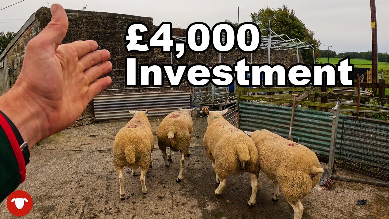 A new breed of RAM arrives on the FARM | The Sheep Game | The Content Farm