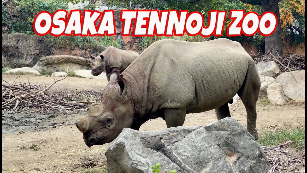 Osaka Tennoji Zoo Osaka Japan October 14, 2023 E32 - YouTube