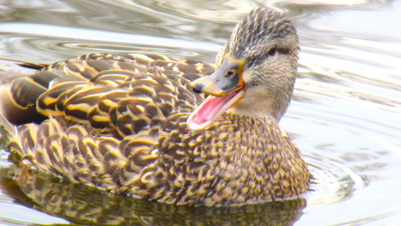 Female Mallard Ducks QUACKING ANGRY Get Into Argument - YouTube