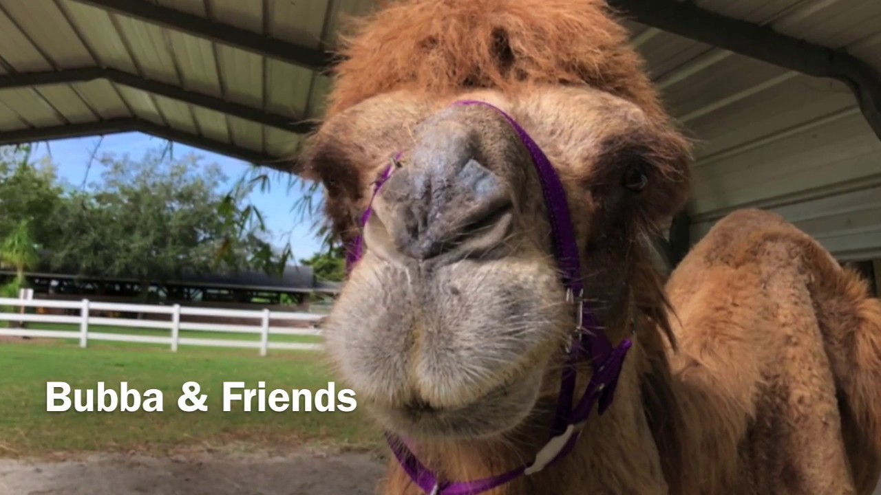 Bubba The Camel & Friends - YouTube