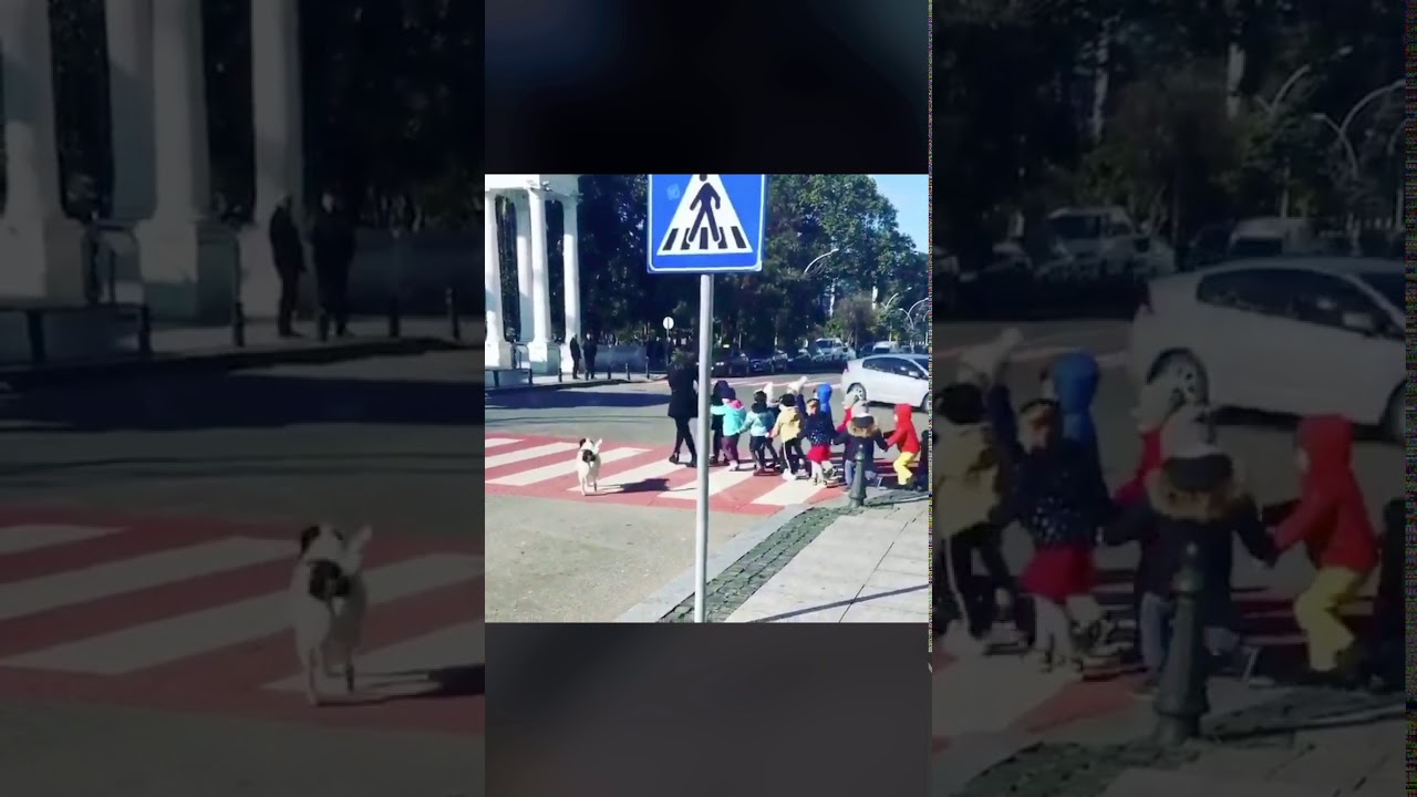 kupata, the stray dog who helped children cross a busy street in Batumi ...