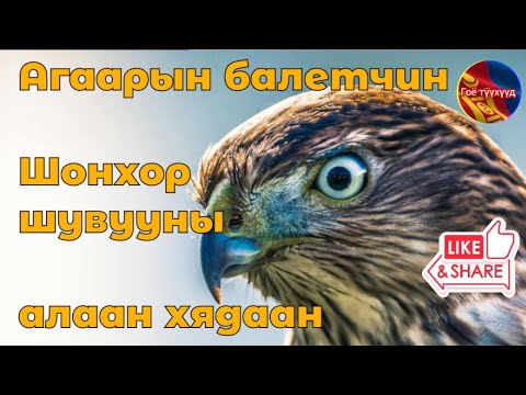 Шонхор шувууны алаан хядаан амьдрал. Гоё түүхүүд цувралаас Goe tuuhuud ...