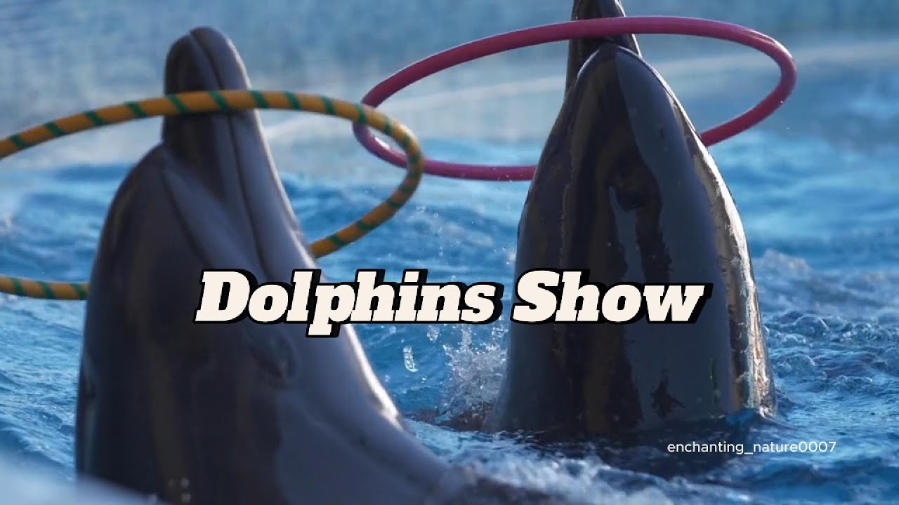 Dolphin show - Amazing Dolphin performance #dolphin #dolphins #sea # ...