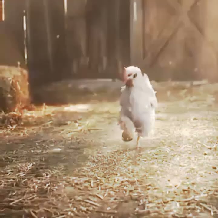 Chicken playing football with an egg - YouTube
