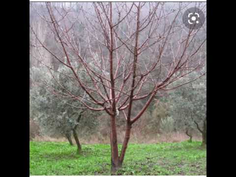 Səlbi Baxış - Dostun oldu