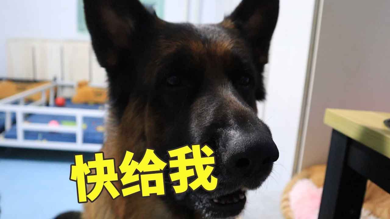 边牧和德牧合伙骗零食,一个负责撒娇,一个负责拿【阿尔法是只边牧】 Youtube