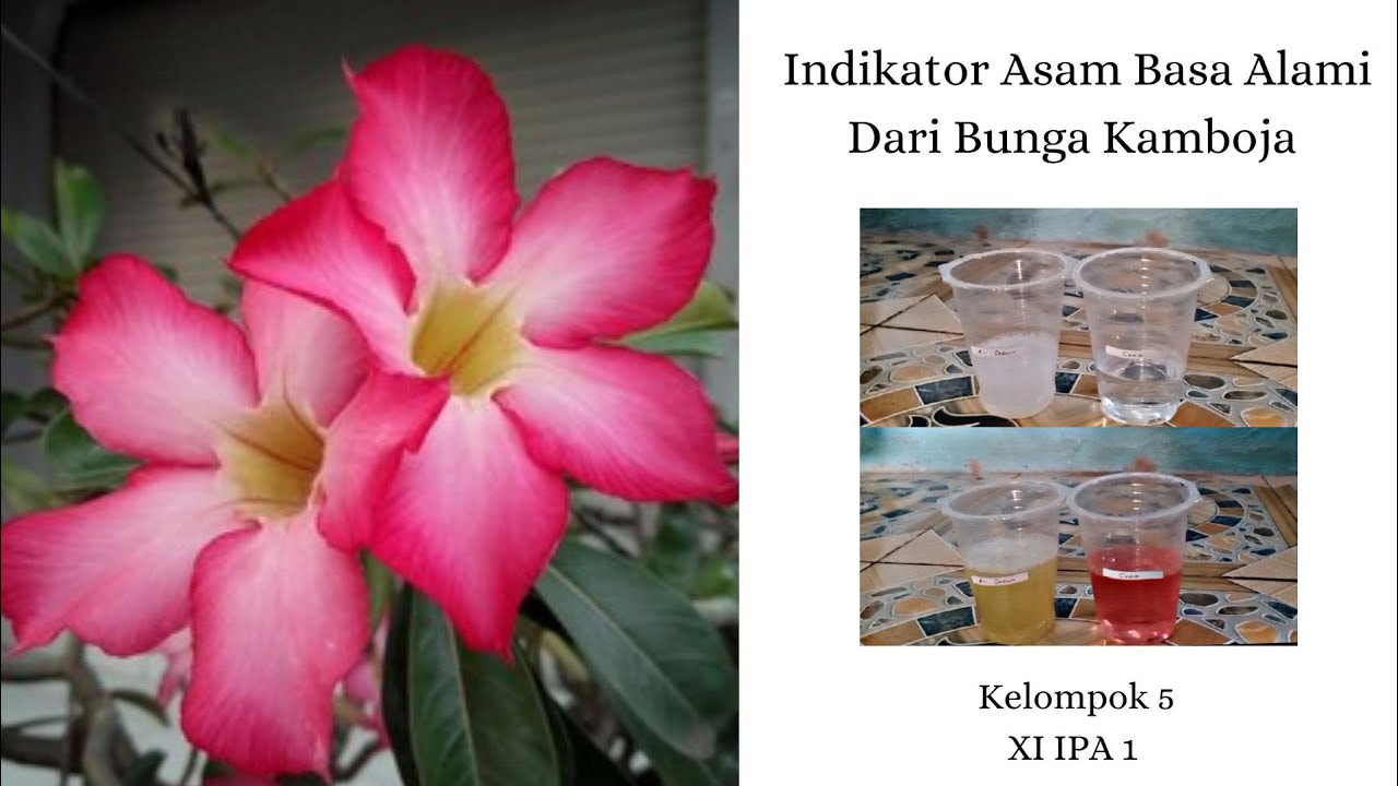Bunga Kamboja Sebagai Indikator Asam Basa Alami - YouTube