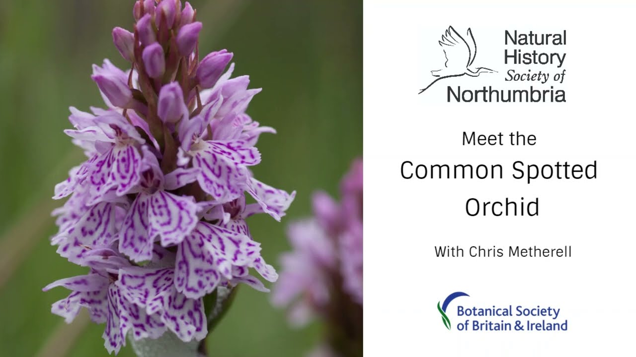 Common Spotted - YouTube