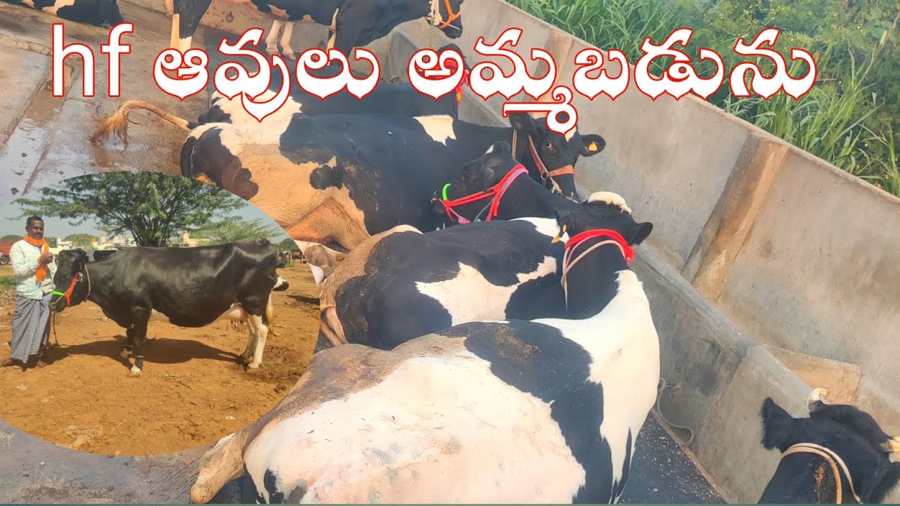 hf ఆవులు అమ్మబడును| hf cows for sel | hf cow diary form | cows for sel ...